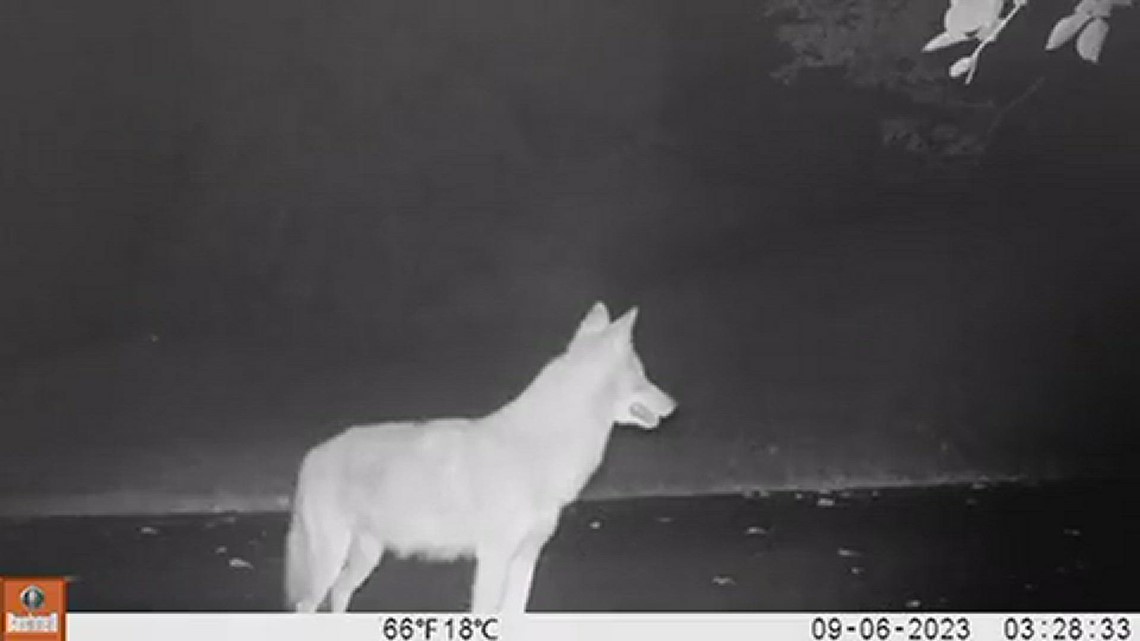 Colby College security addresses report of aggressive coyote ...