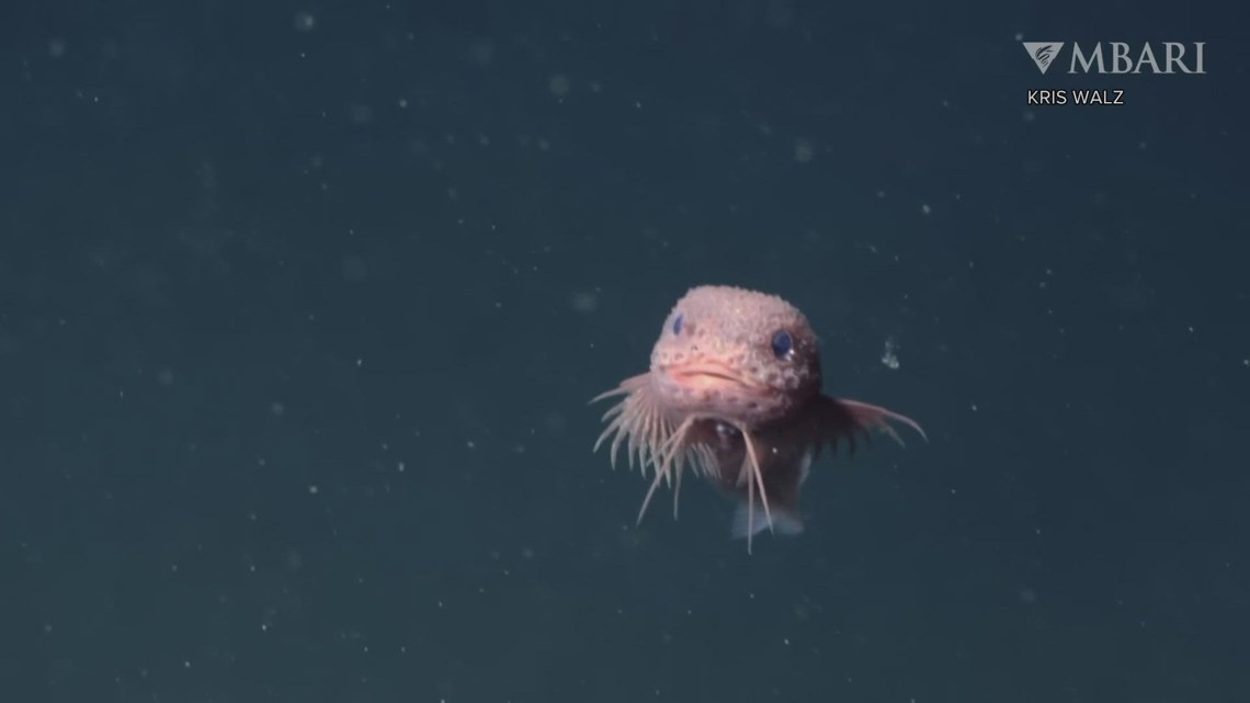 Bumpy Snailfish: Newly discovered fish can live in wide-ranging habitat ...