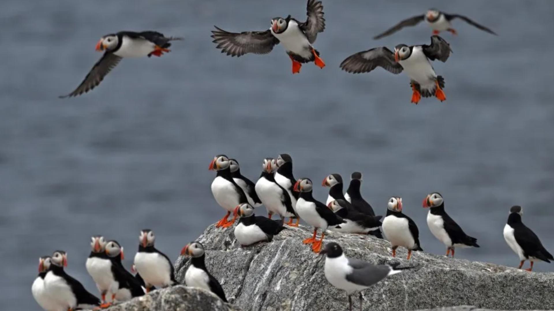 On Eastern Egg Rock in St. George, Maine, puffins get the last laugh ...