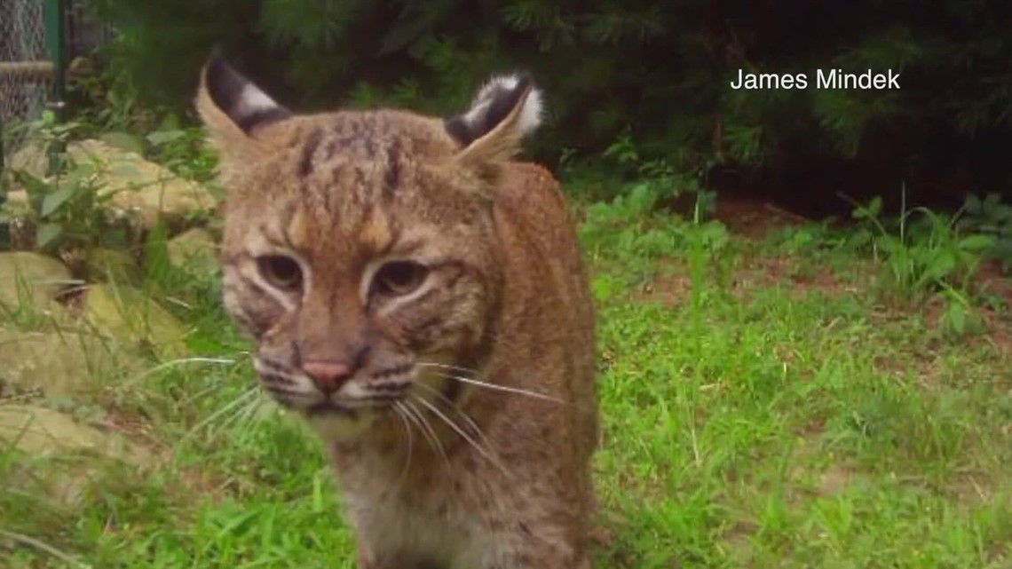 Three injured after bobcat attacks camper at Connecticut state park ...