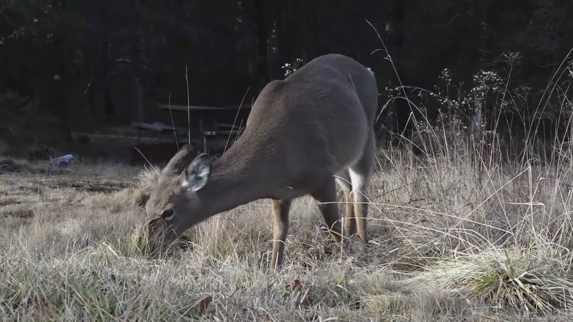 Southwest Harbor residents raise concerns over deer population ...