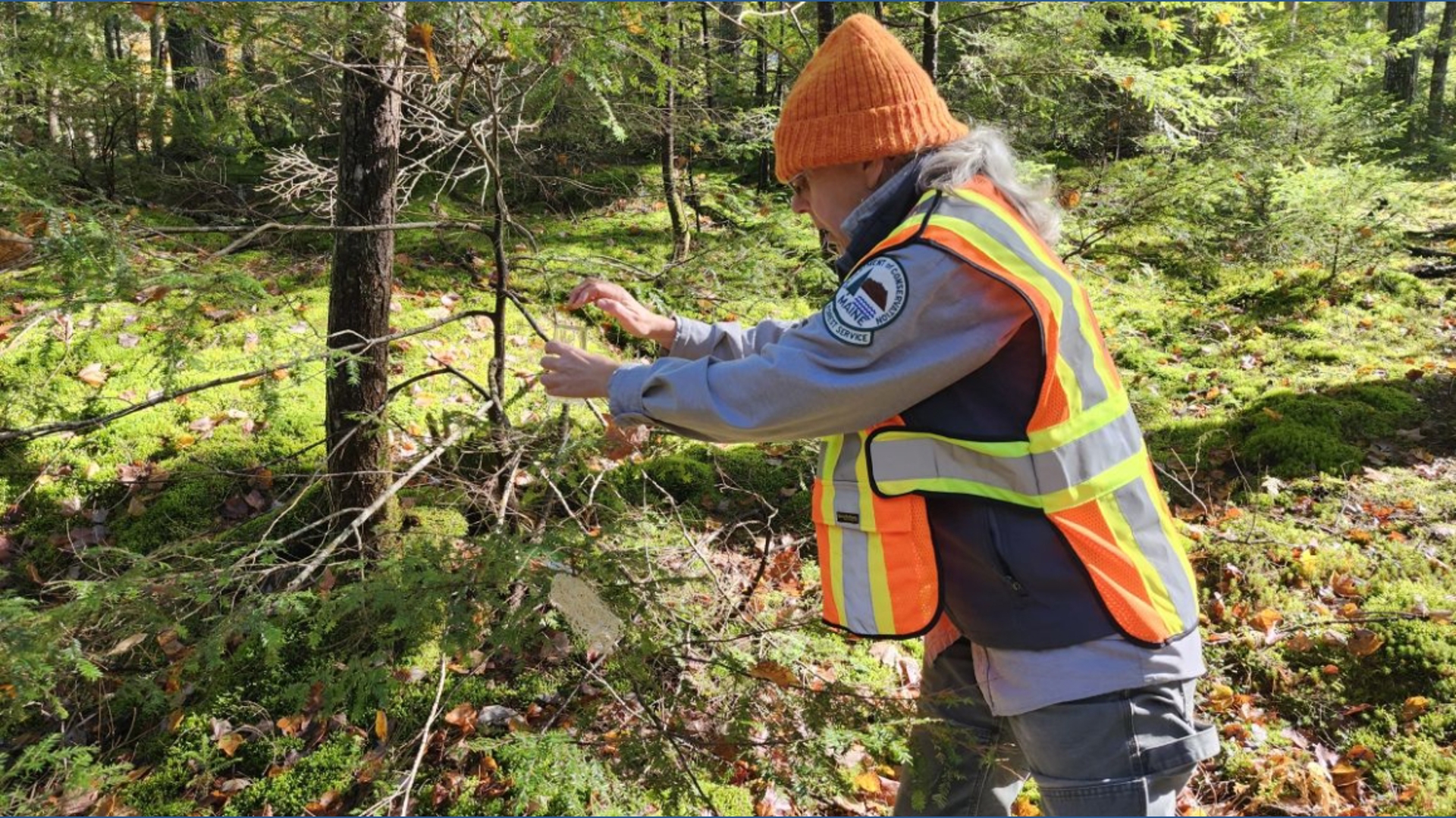 Fighting bugs with bugs: How the midcoast is defending its hemlocks ...