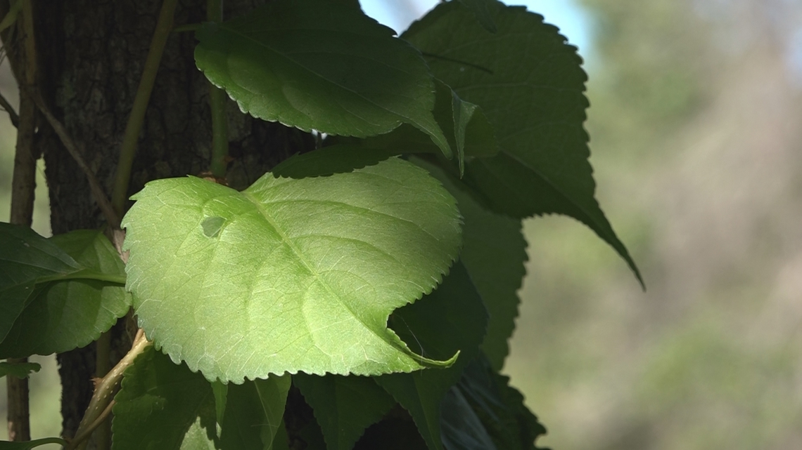Land trust works to remove invasive plant from preserve | newscentermaine.com