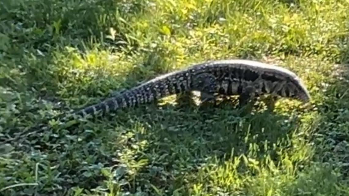 Old Town: Large lizard loose in community | newscentermaine.com
