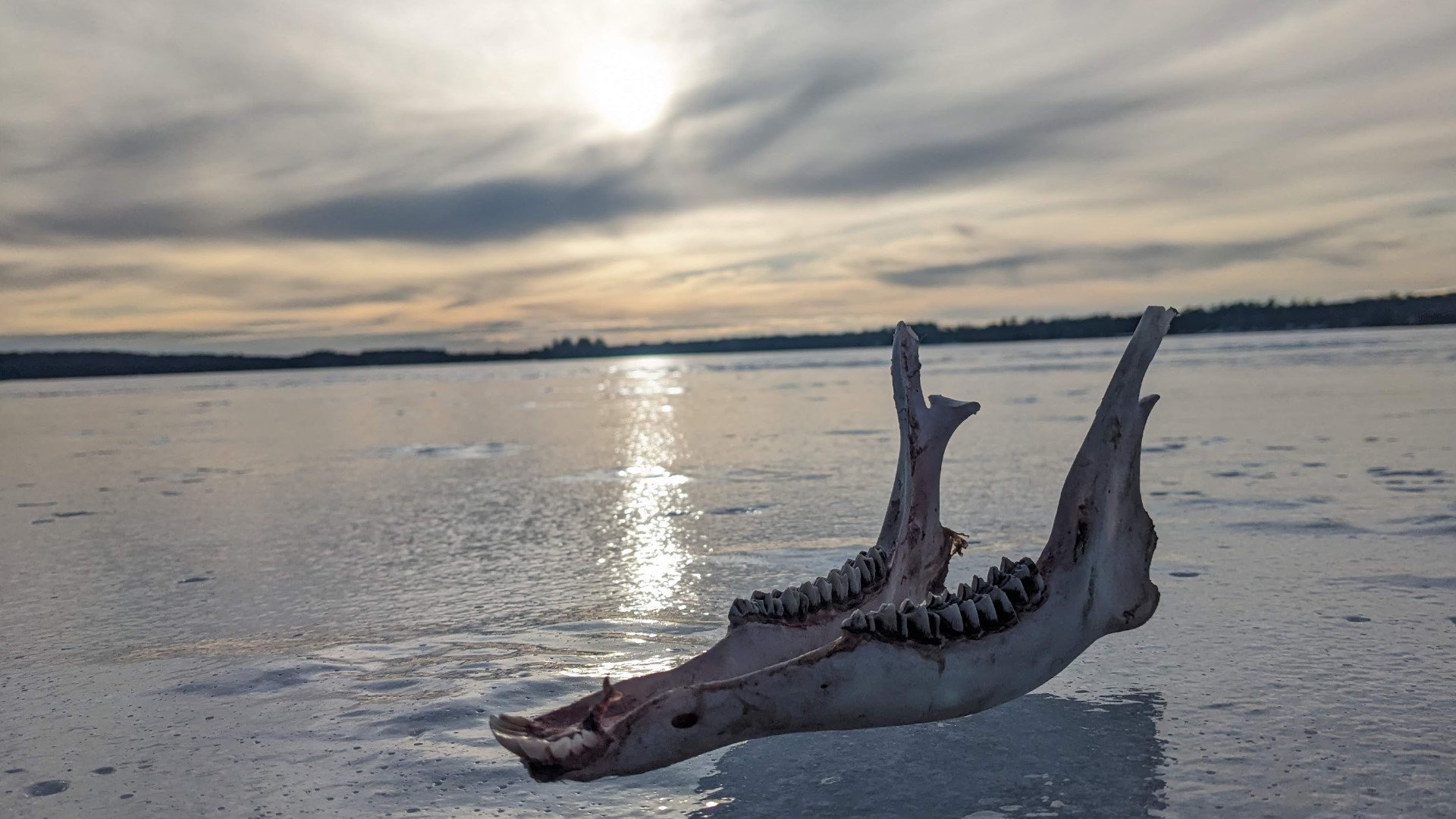 Mainer witnessed 12 bald eagles swarm deer trapped on icy lake ...
