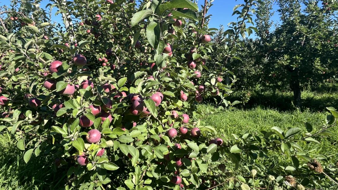 Maine apple season underway with bumper crop | newscentermaine.com