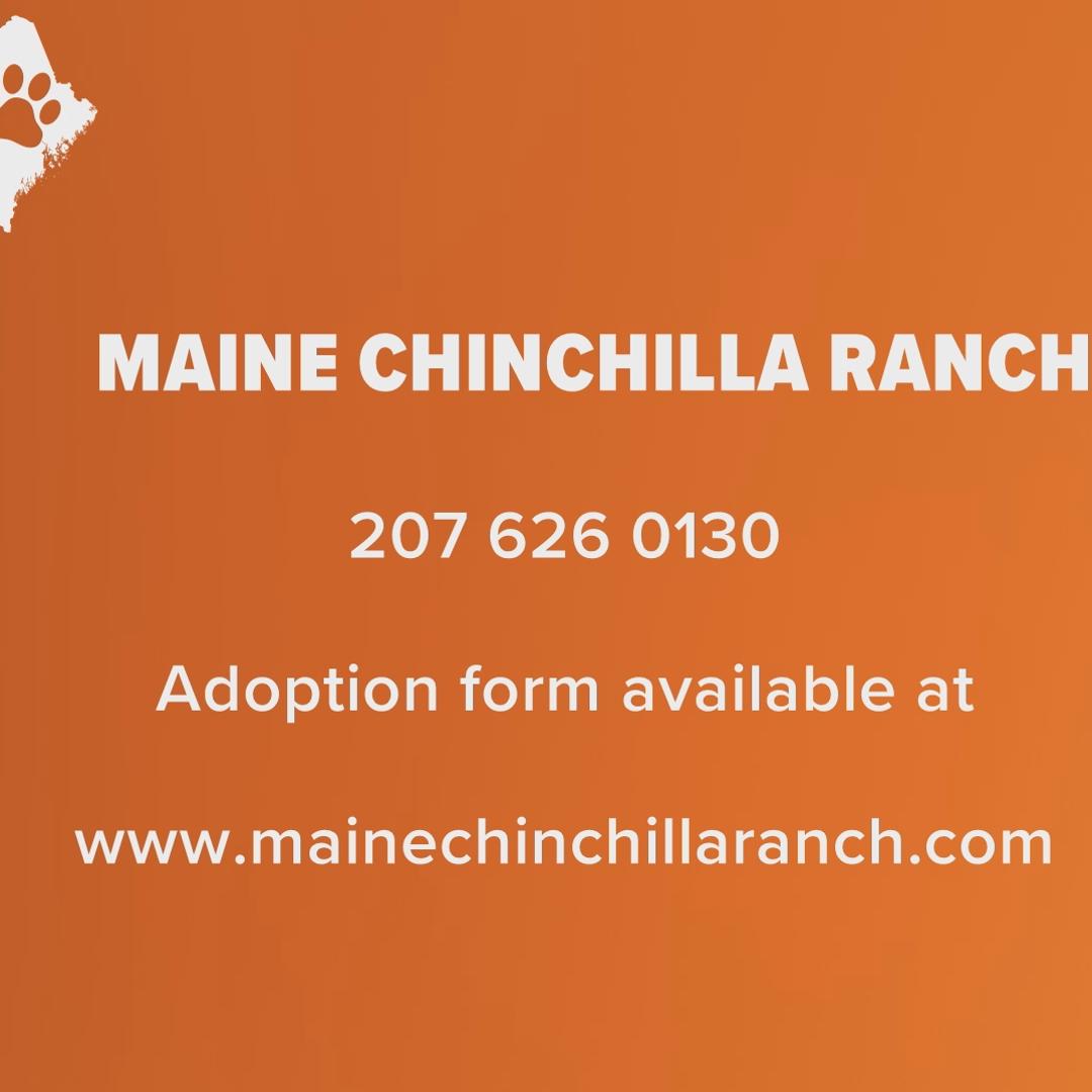 Fetch ME a Home: Fozie, Kermit, and Mr. Bingly | newscentermaine.com