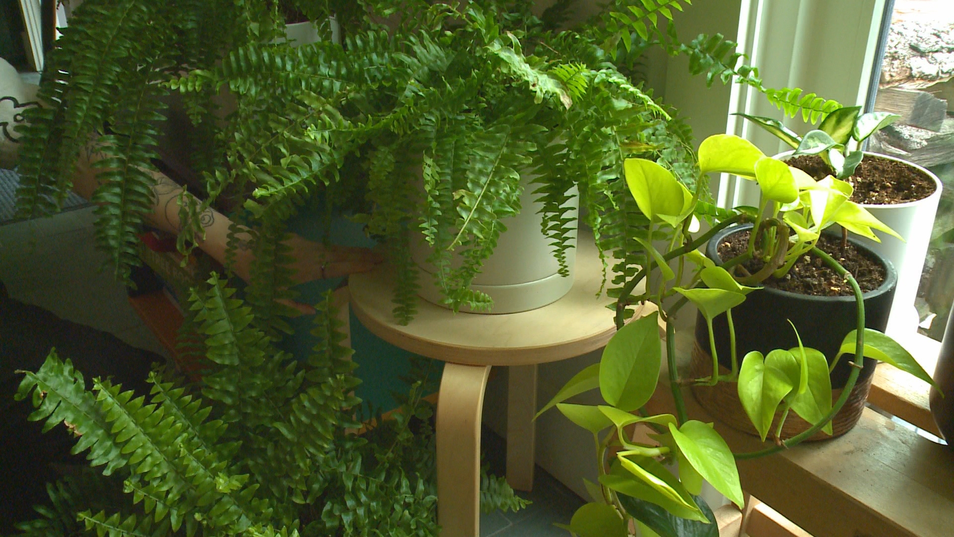 How to stage your houseplants so they fit your décor | newscentermaine.com