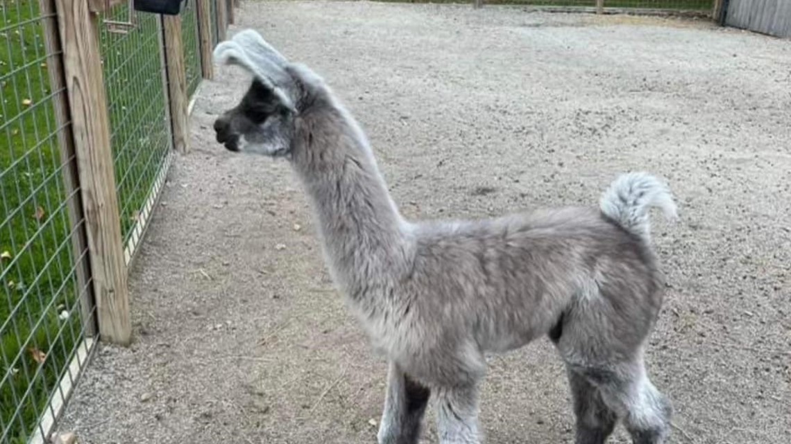 Baby llama missing in Acton, ME | newscentermaine.com