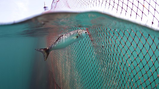 Bluefish harvest to stay steady on East Coast in 2019 | newscentermaine.com