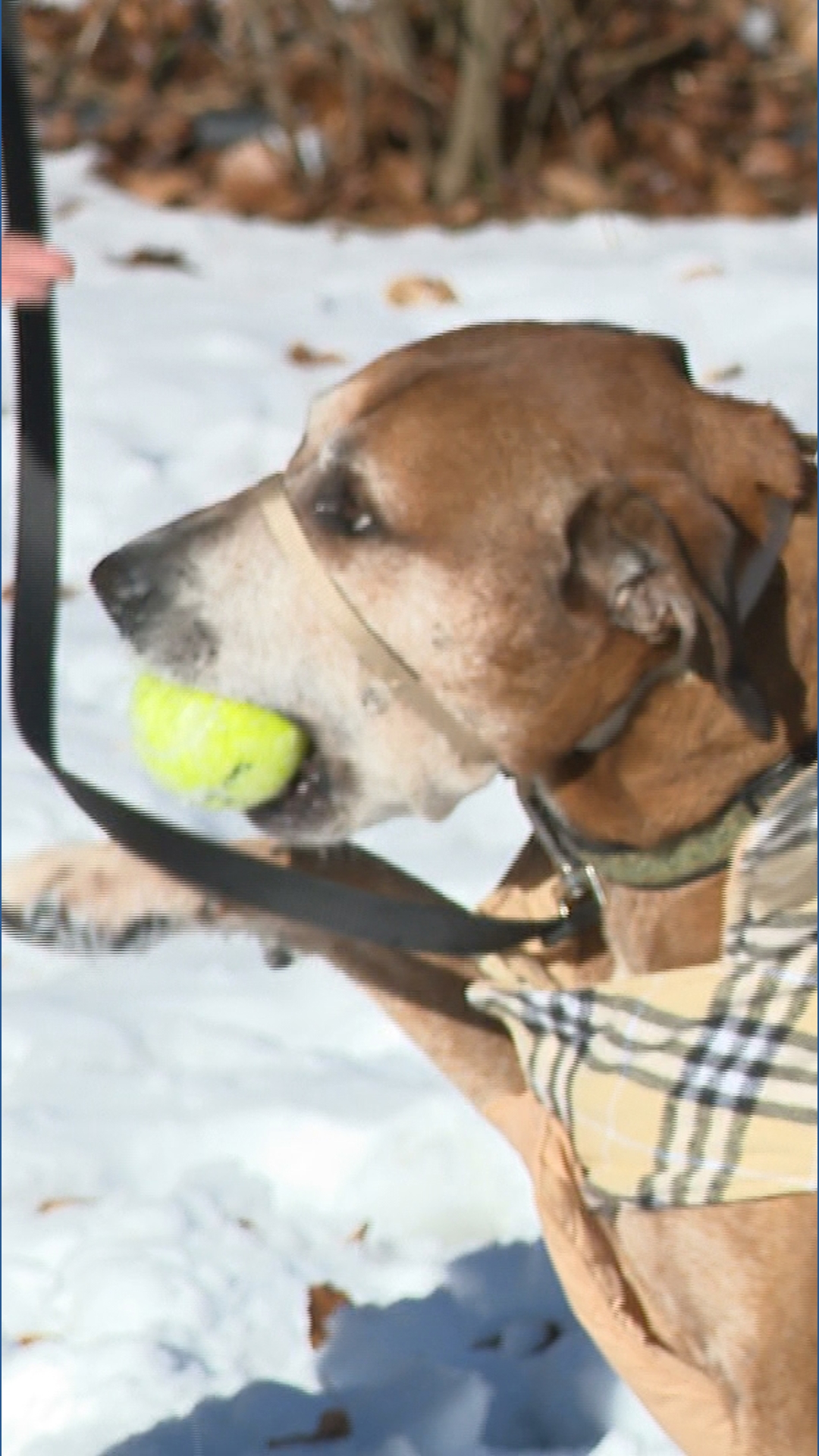 Maine wildlife officials remind hunters of important dates ahead of ...