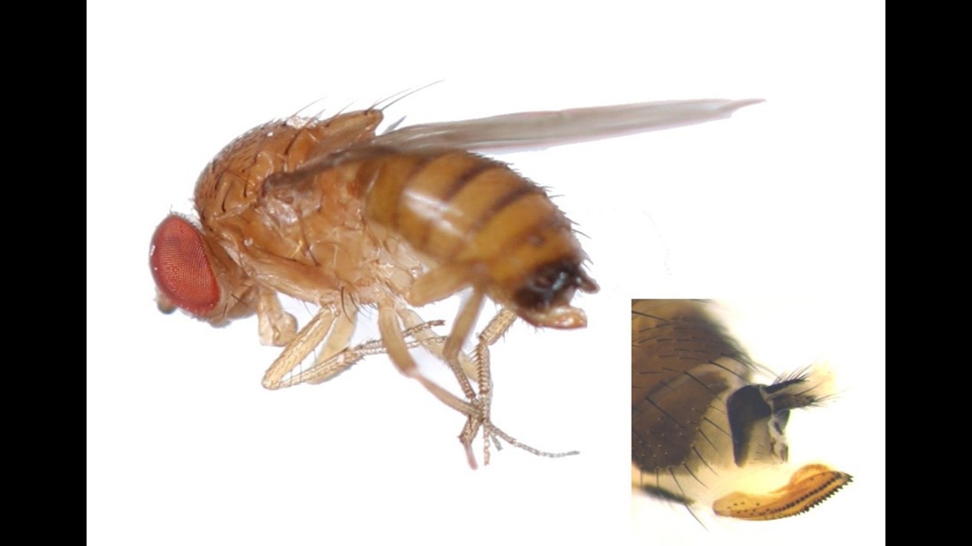 Newly introduced wasps used to fight invasive flies in Maine ...