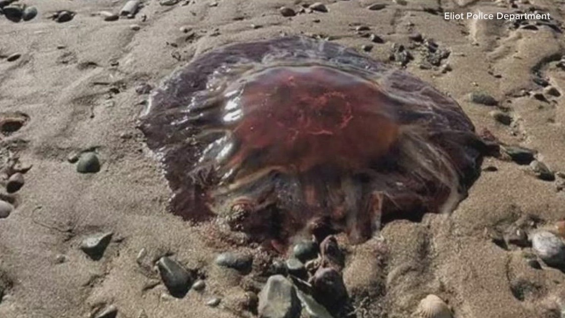 Spike in jellyfish sightings prompts coastal safety warnings in Maine ...