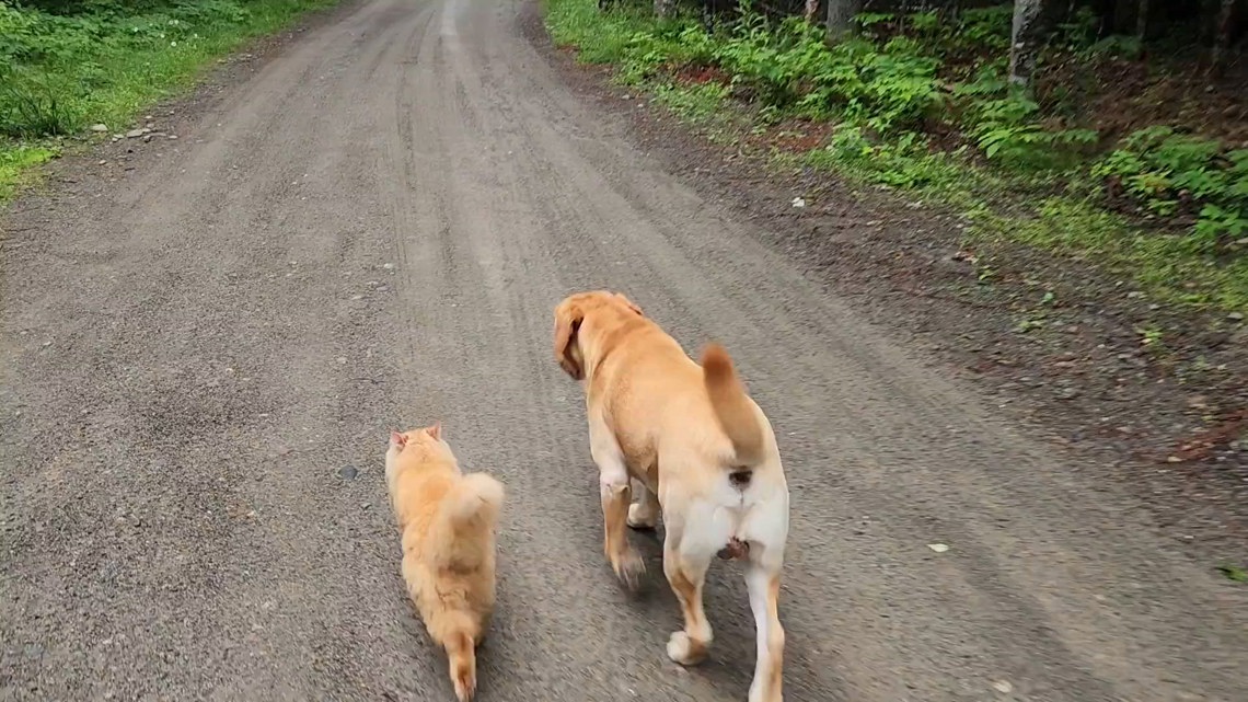 Beavis the cat walking with Ben, he doesn't like it when Ben gets ahead ...