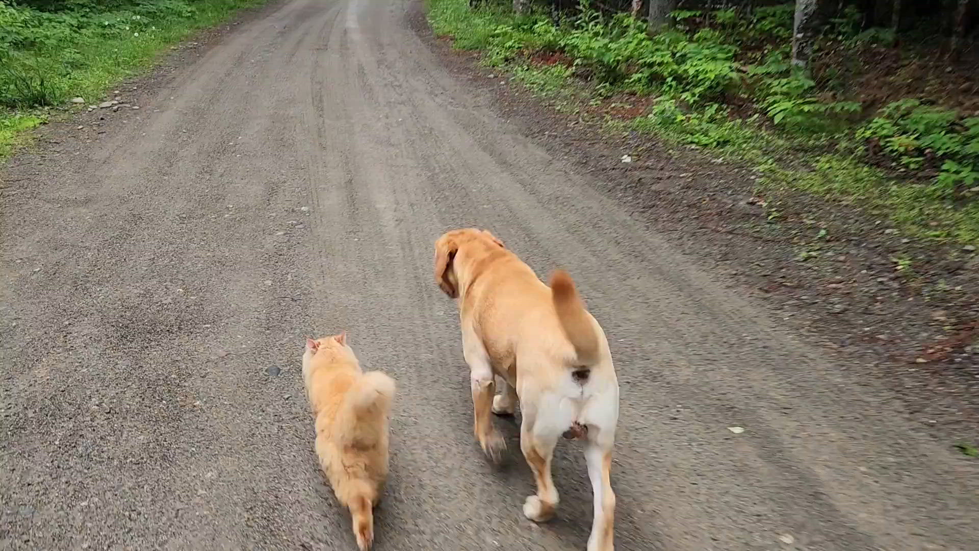 Beavis the cat walking with Ben, he doesn't like it when Ben gets ahead ...