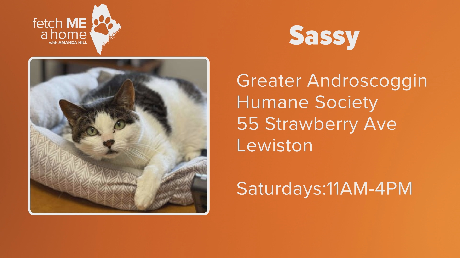 Fetch ME A Home: 'Sassy' only by name | newscentermaine.com