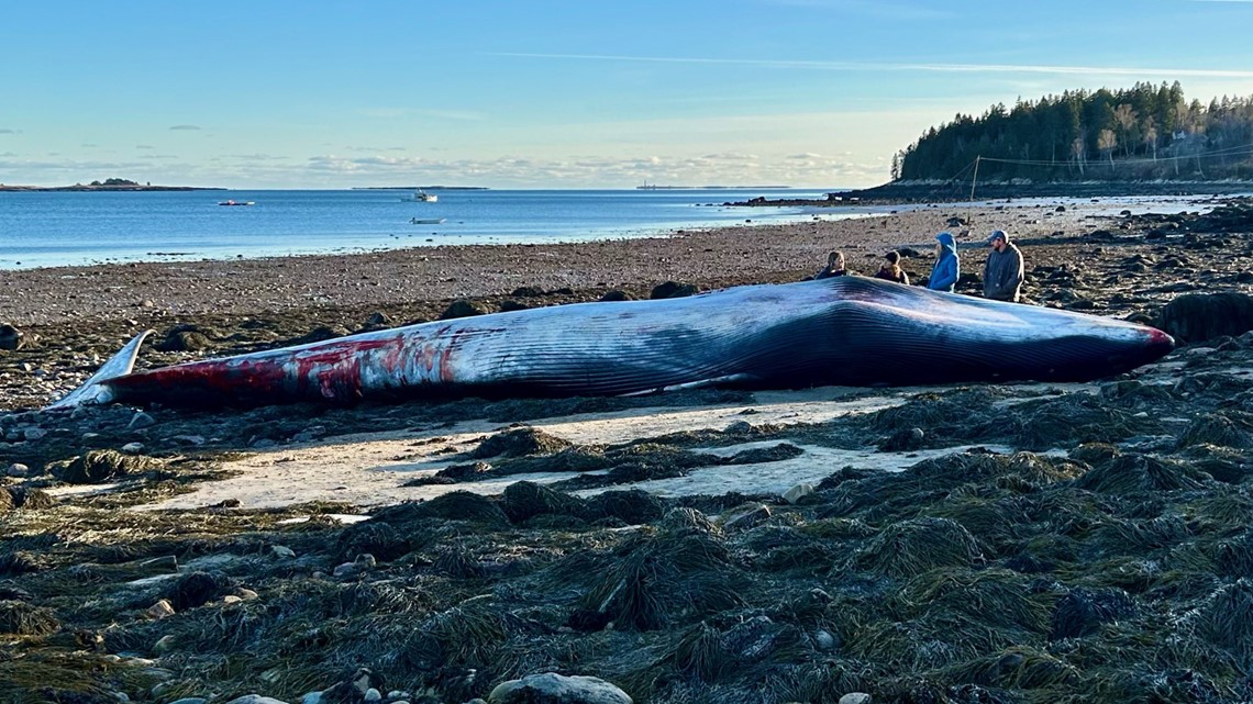 Whale washes up on shore near Pigeon Hill Cove in Steuben, Maine ...