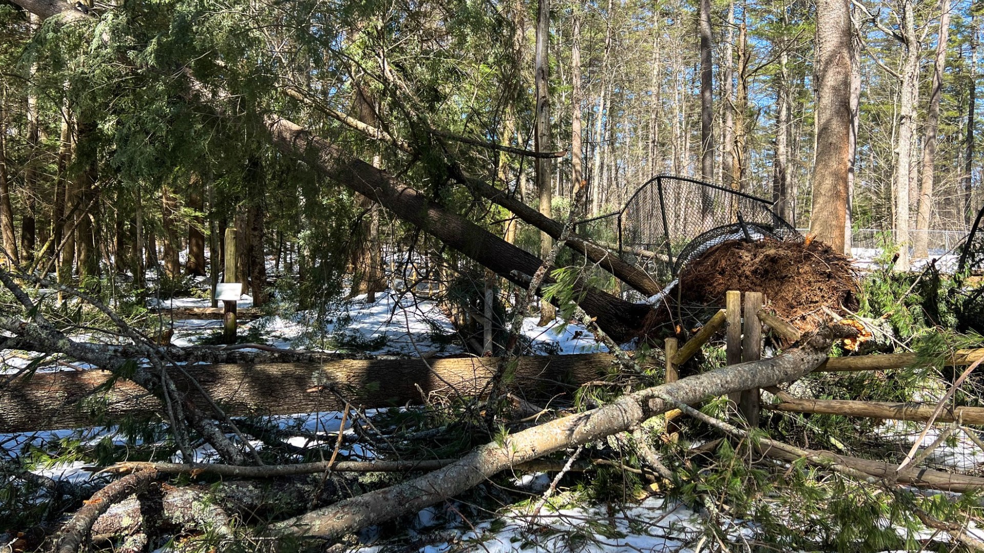 Opening day at Maine Wildlife Park postponed due to storm damage ...