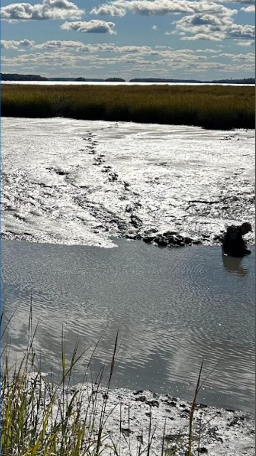 Duck hunter stuck waist-deep in mudflats pulled to safety off Wharton ...