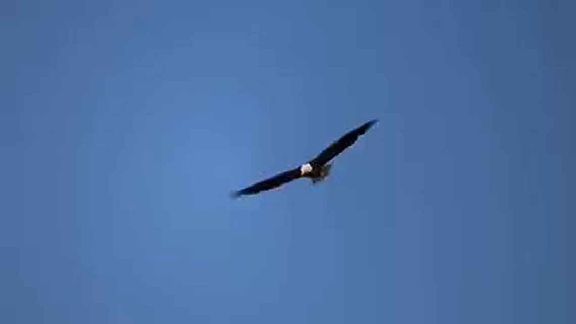 Bald Eagle soaring over Harpswell | newscentermaine.com