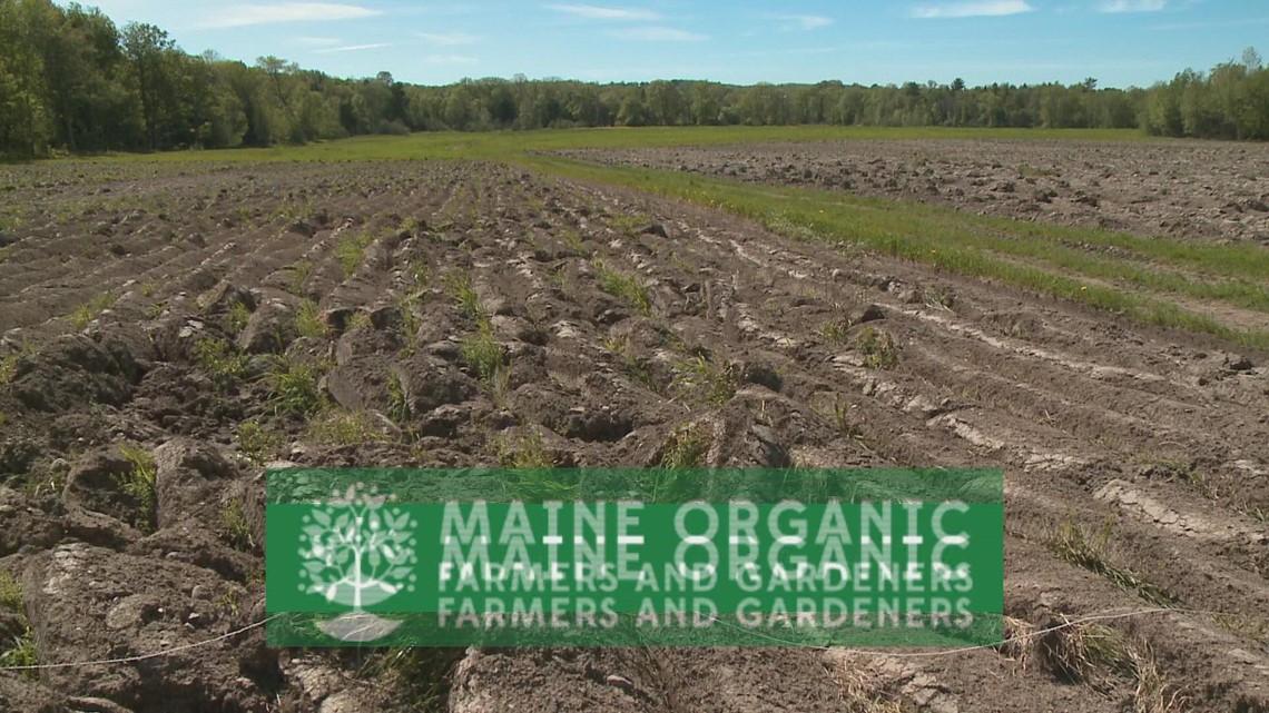 Promising research coming soon on crops soaking up PFAS from soil ...