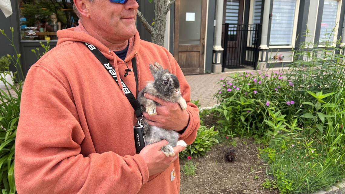 Bangor hotel guest finds rabbit in room | newscentermaine.com