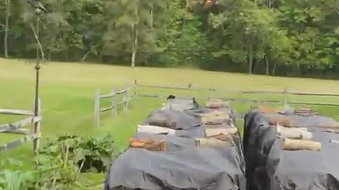 Hawk harassing crows | newscentermaine.com