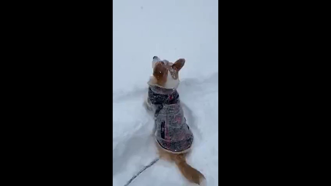 Clementine too short for the snow | newscentermaine.com
