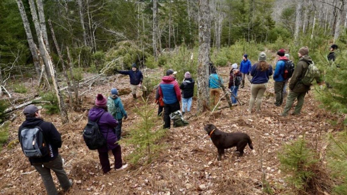 With new techniques, Maine landowners shape forests for maximum carbon ...