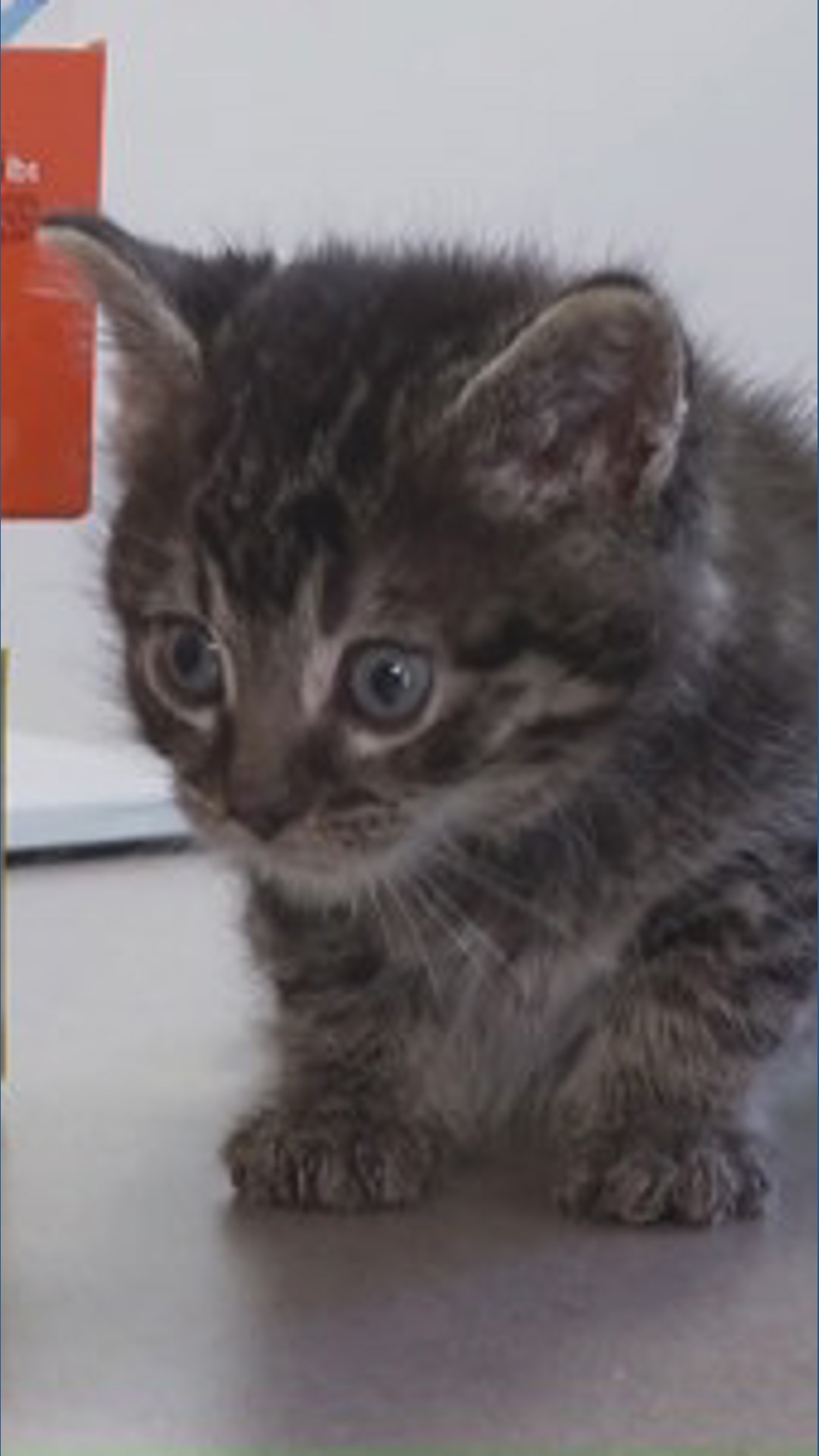 Protect your cat from 'Bobcat Fever' | newscentermaine.com