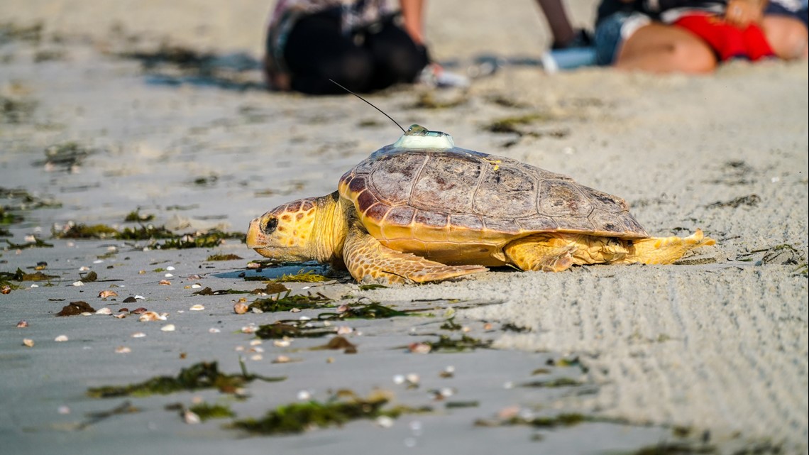 10 rescued sea turtles released off Cape Cod | newscentermaine.com