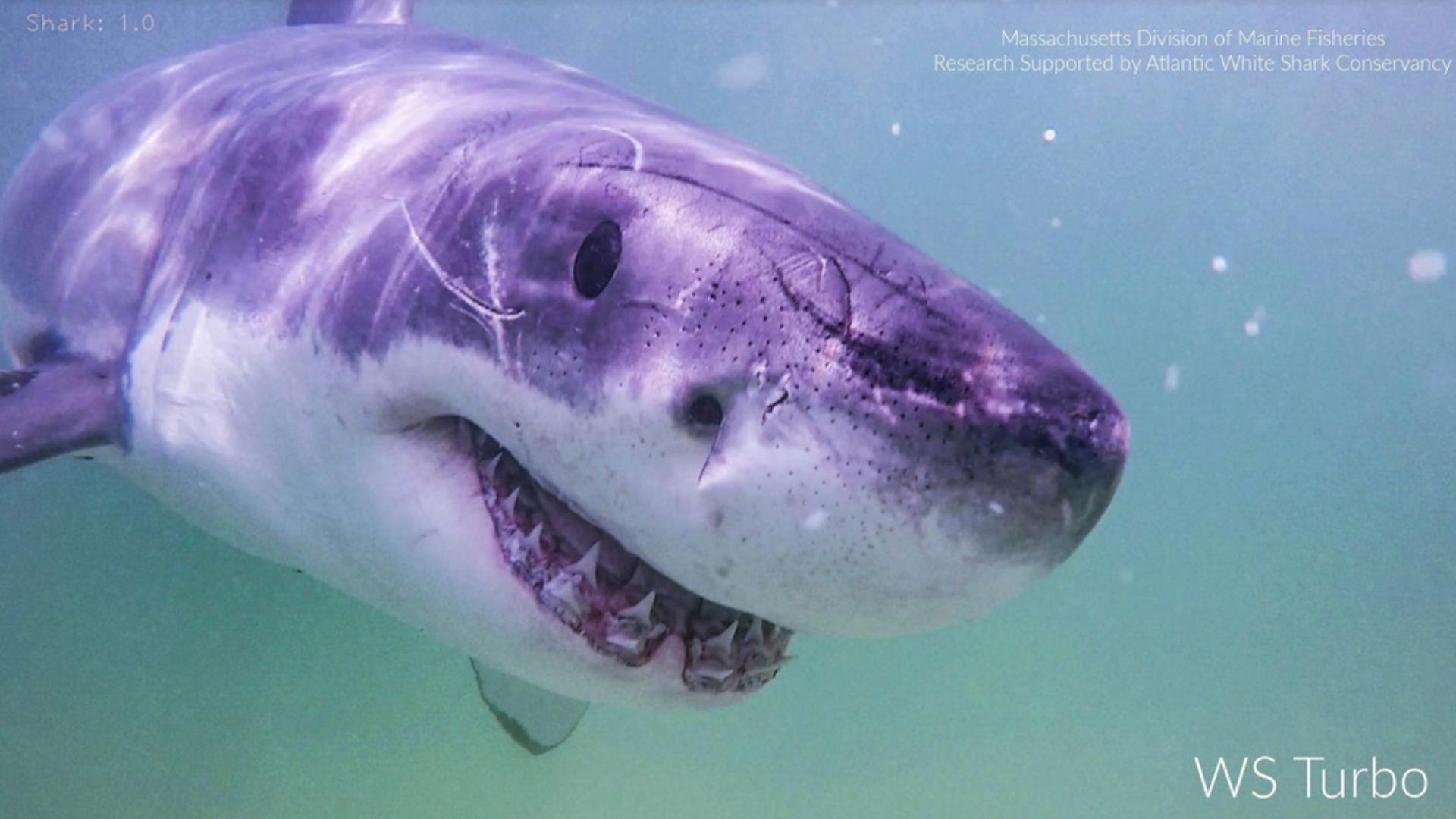 Great white sharks head north | newscentermaine.com