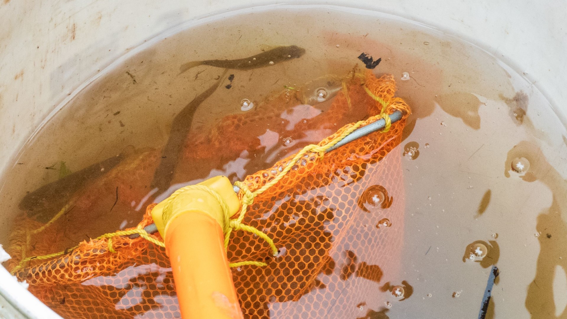 Water is free flowing after Freeport removes 100 year old dam ...