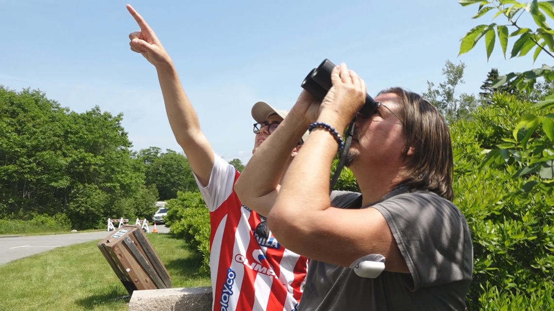 Visitors can see rare falcons flying over Acadia, but beware of trial ...