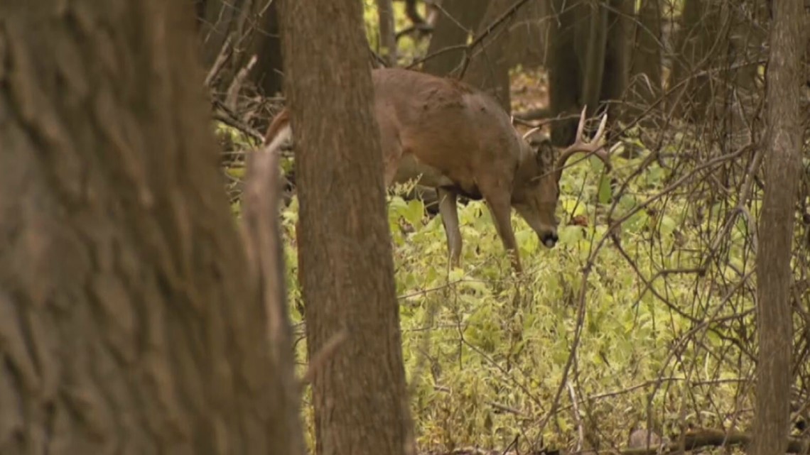 Maine wildlife officials to expand PFAS testing of deer ...