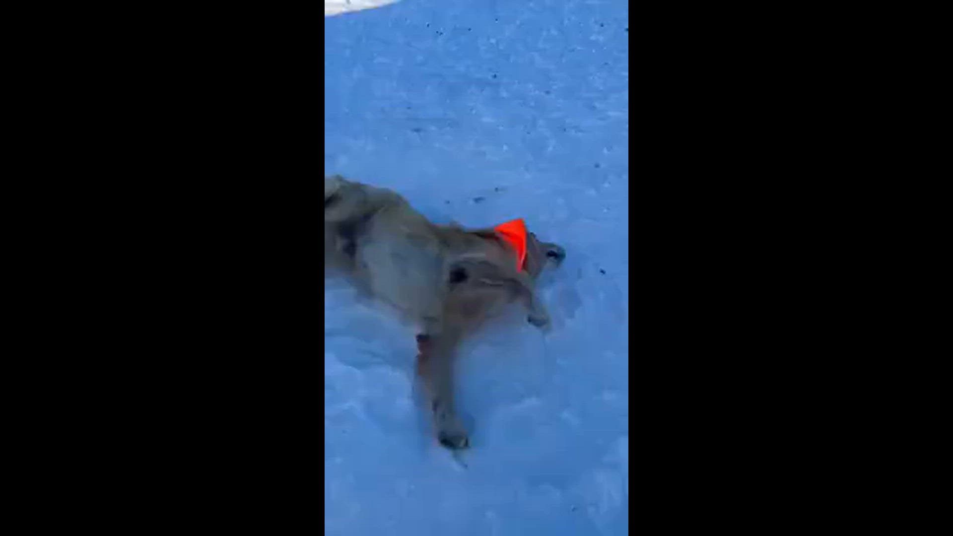 Maine animals are playing, rolling, and sliding around in the recent ...