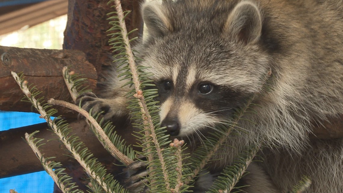 Maine animals want your leftover Christmas tree | newscentermaine.com