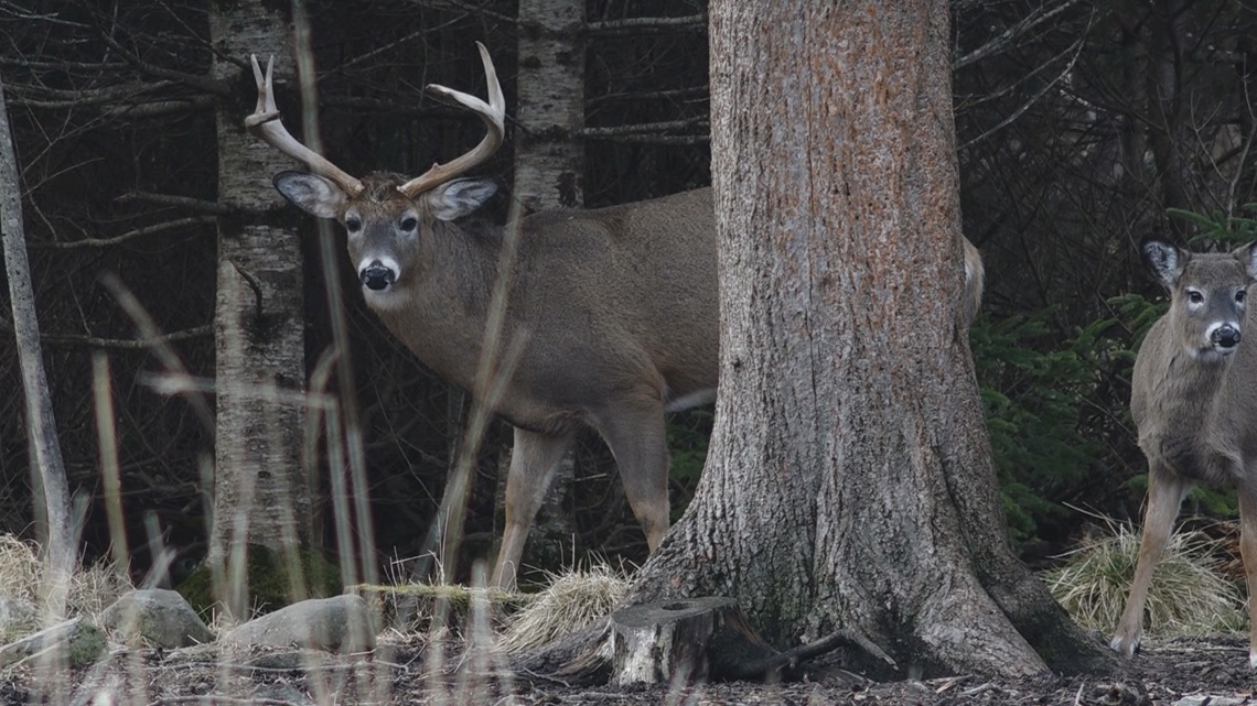 Southwest Harbor residents raise concerns over deer population ...