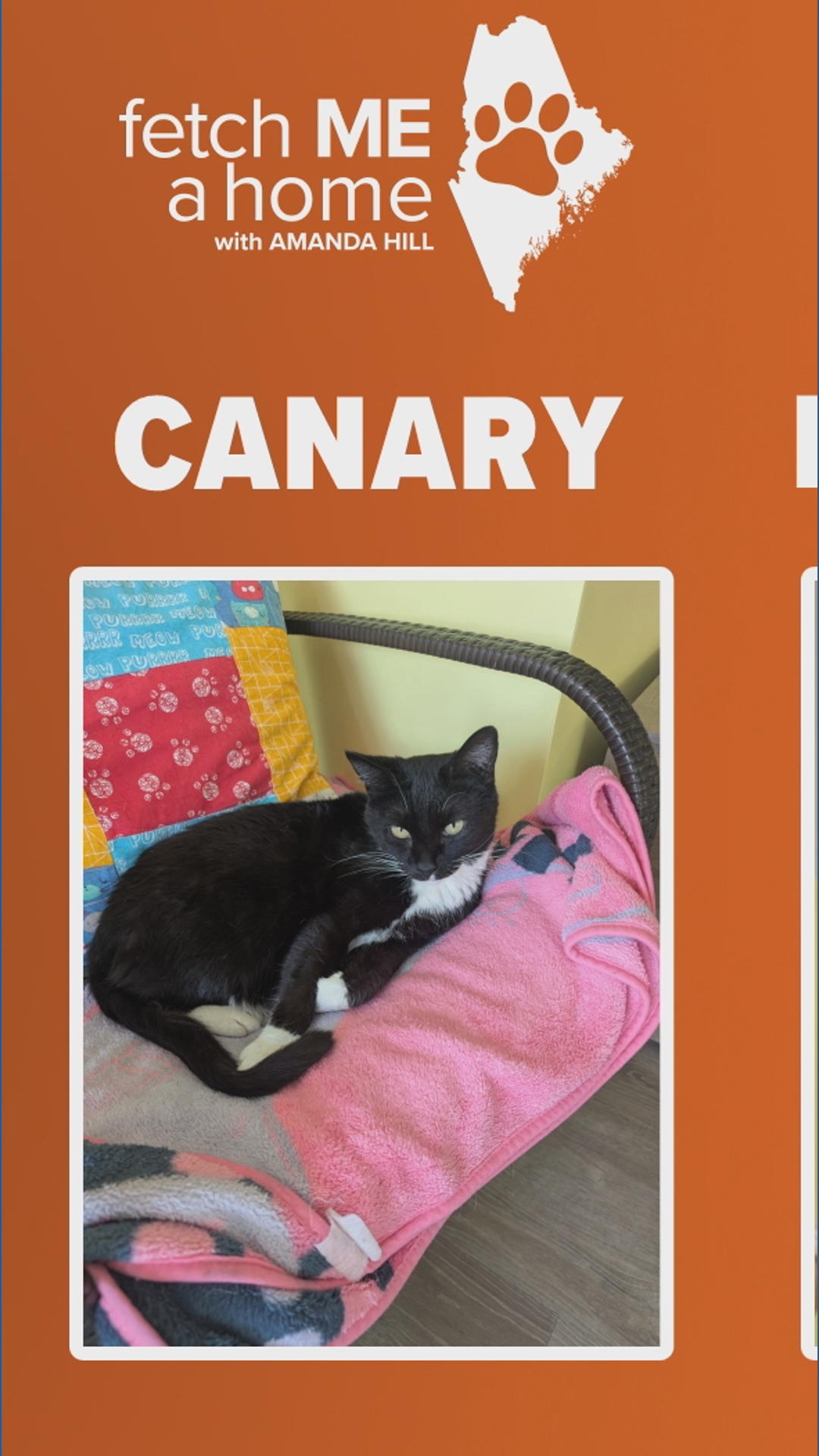 Fetch ME a Home: Meet Canary and Buttercup, two cats seeking loving ...