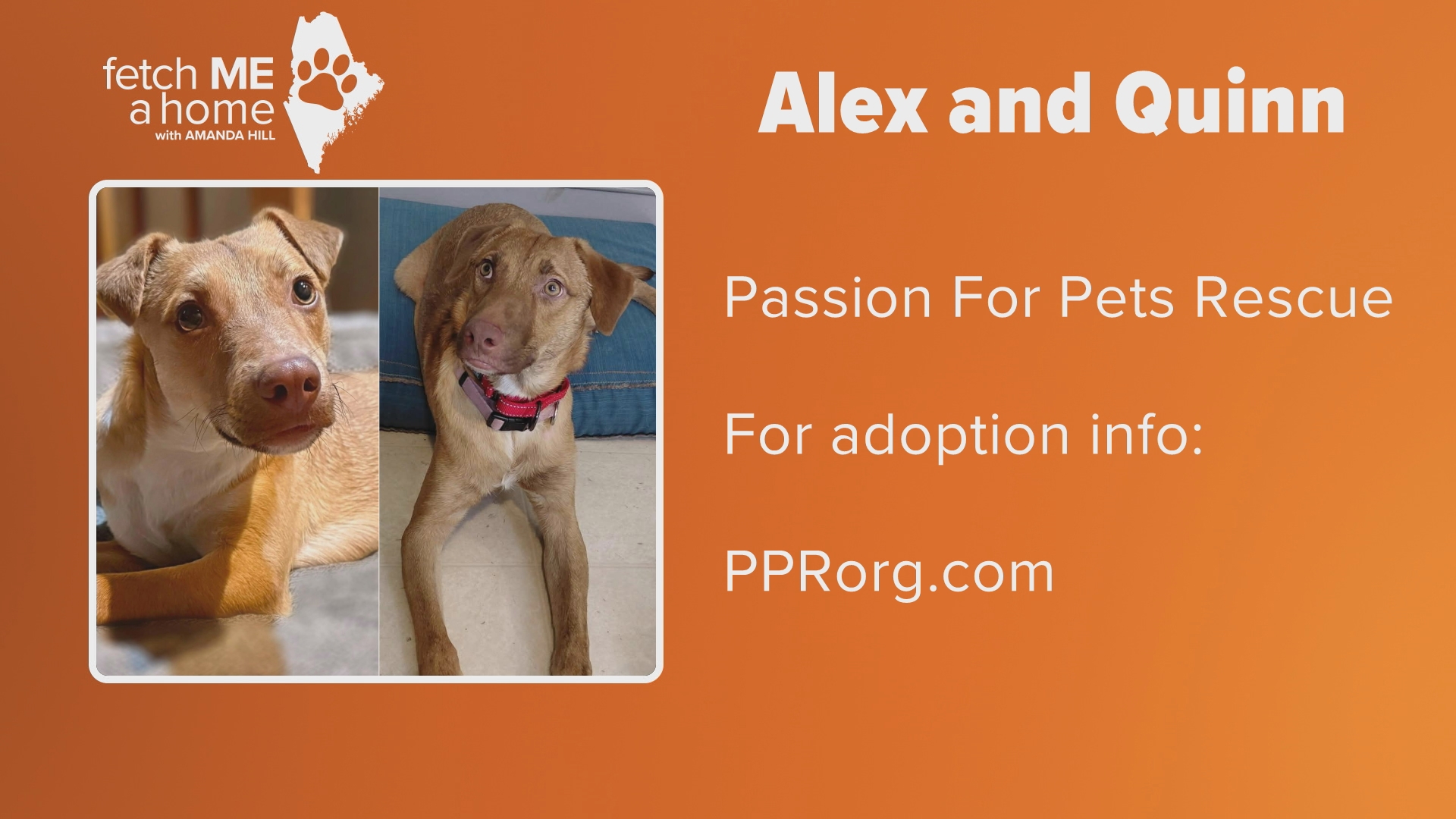 Fetch ME A Home | Brothers Alex & Quinn need forever homes ...