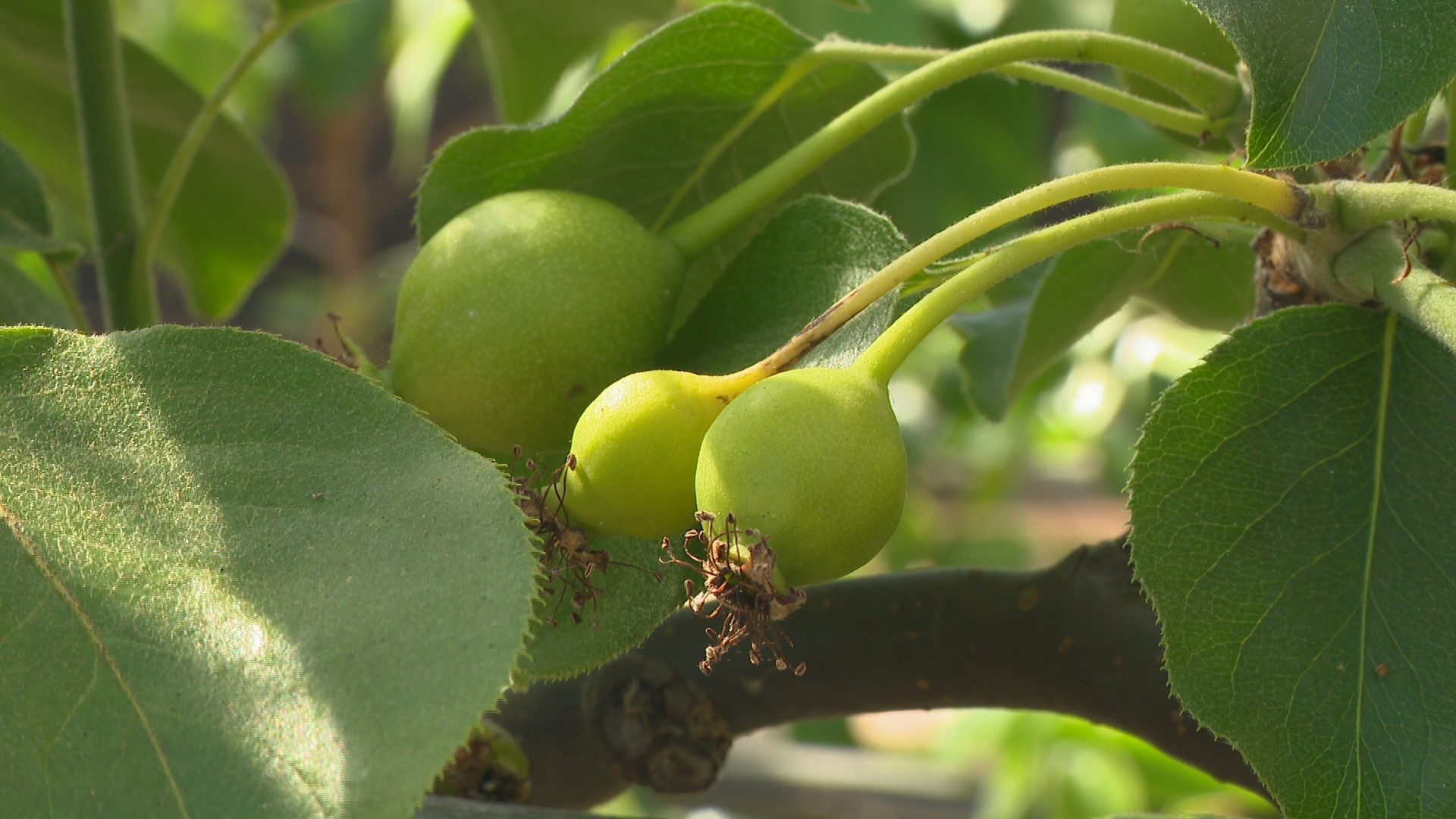 Fruit trees | Gardening with Gutner | newscentermaine.com
