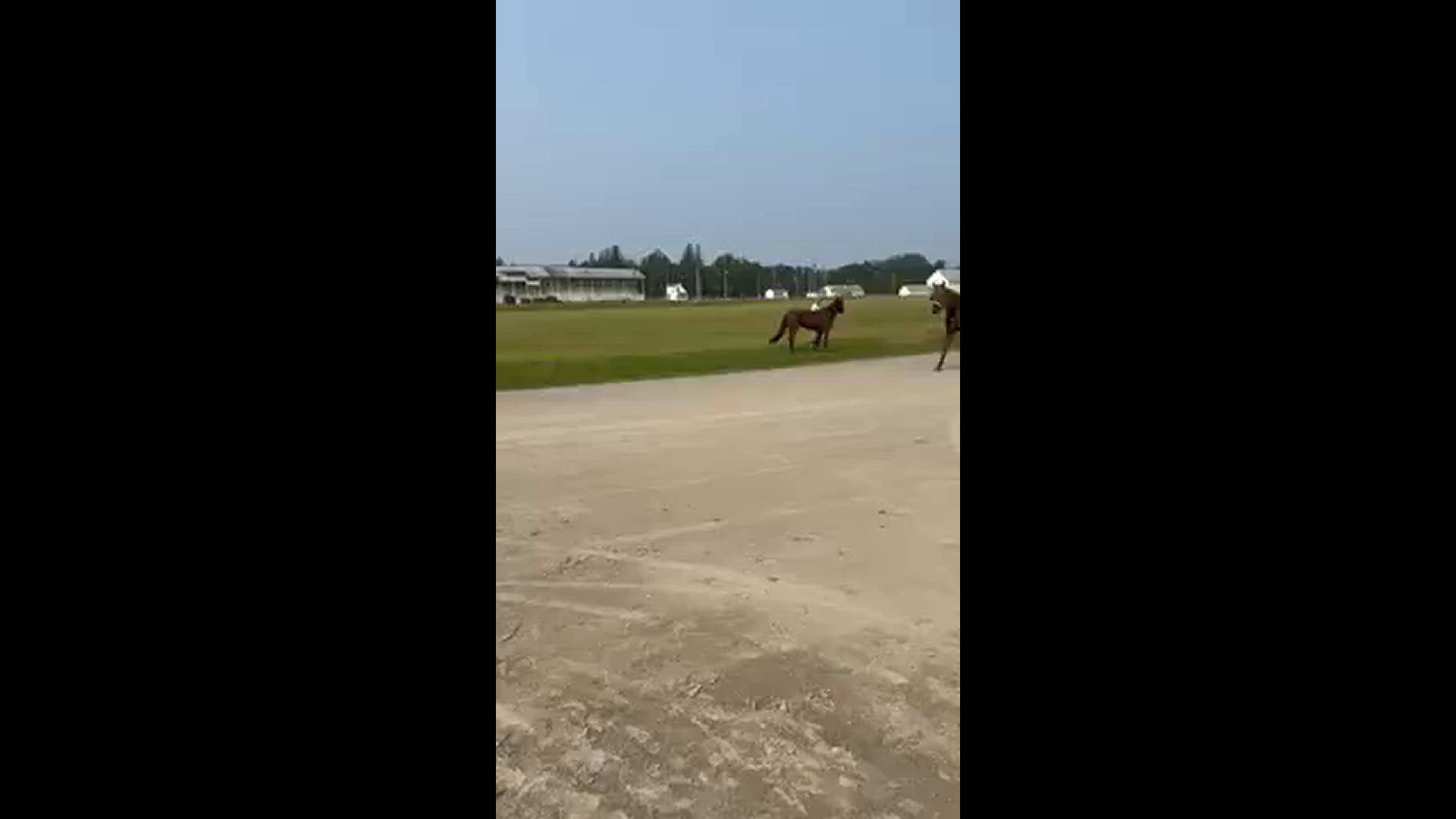 Morning jog with Lexus the horse driven by Charlene Cushing and Kaylee ...