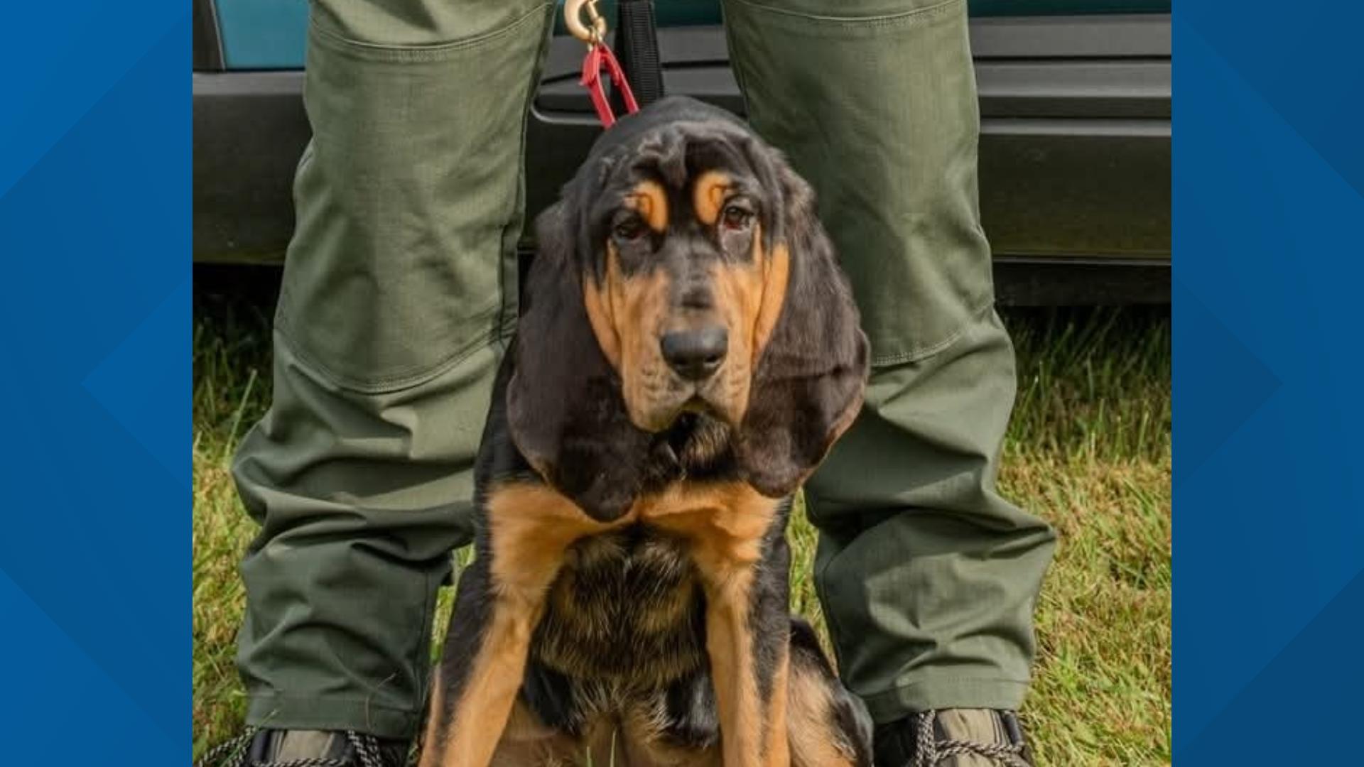 Maine State Police dog locates missing child in Palermo woods ...
