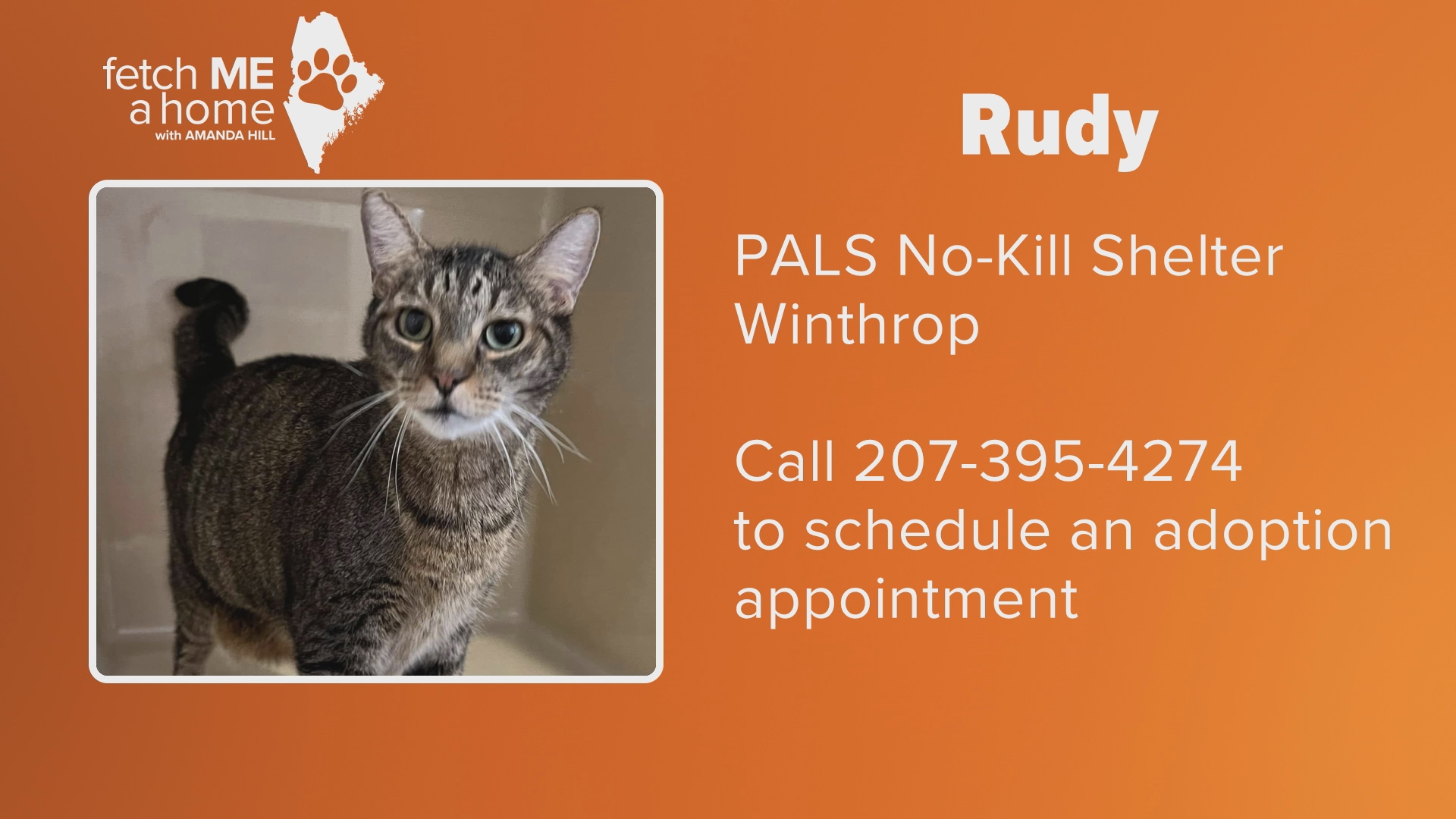 Fetch ME a Home: Rudy needs forever home for retirement years ...