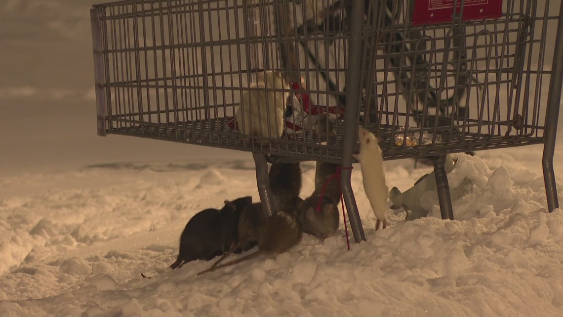 Efforts ongoing to remove rats from site of former encampment in ...