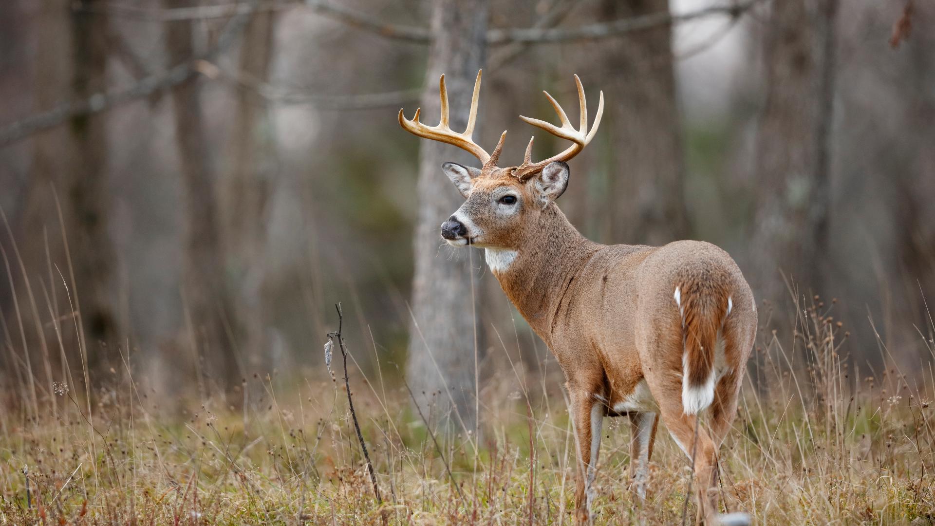 Maine wildlife officials remind hunters of important dates ahead of ...