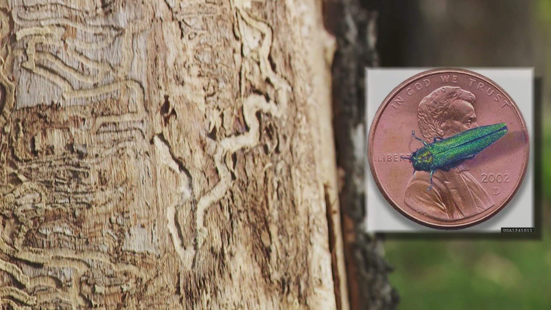 Park to lose about 40 trees infested by emerald ash borer in North ...