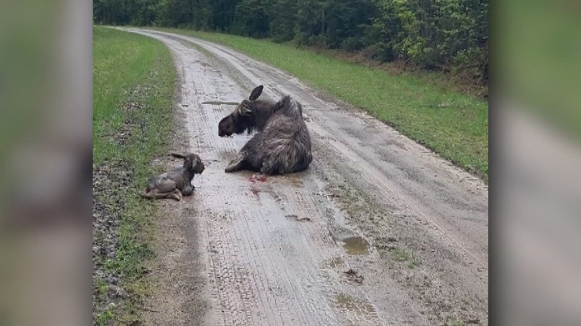 Warden and logger team up for unusual moose calf rescue in remote Maine ...