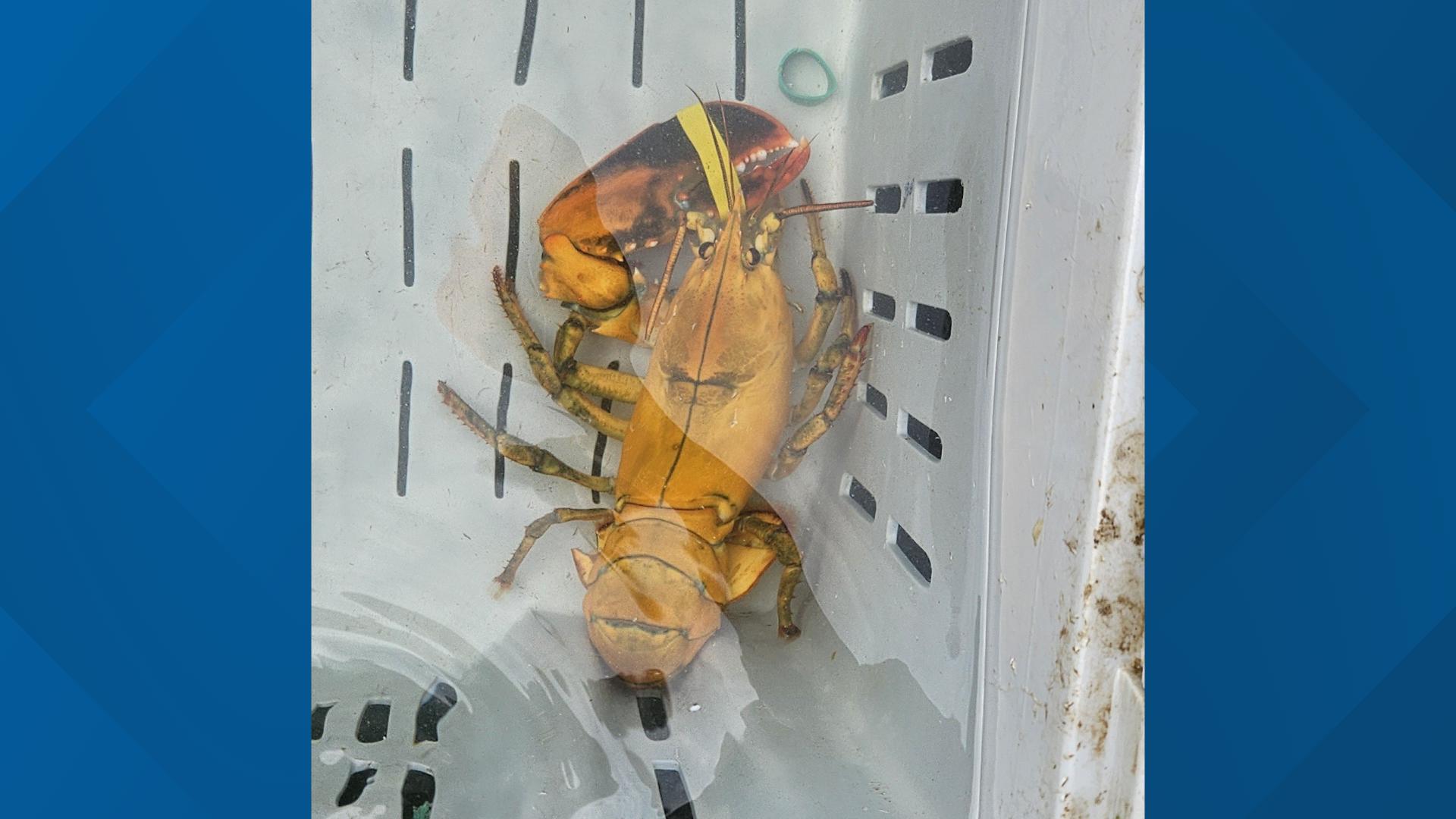 Rare yellow lobster caught in Maine waters | newscentermaine.com