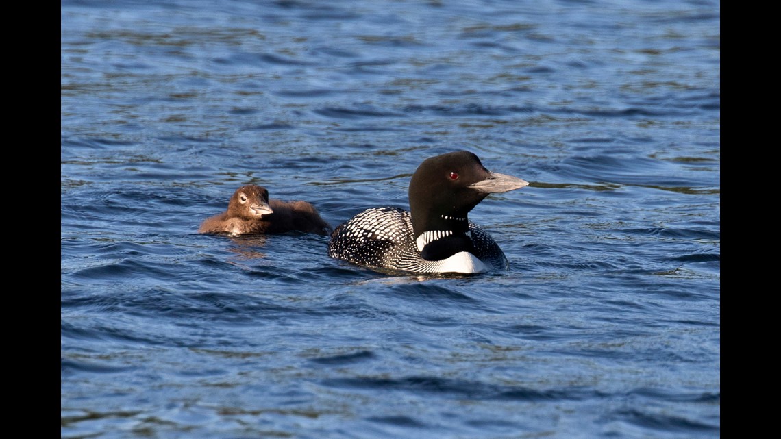 More chicks, fewer adults in latest loon count | newscentermaine.com